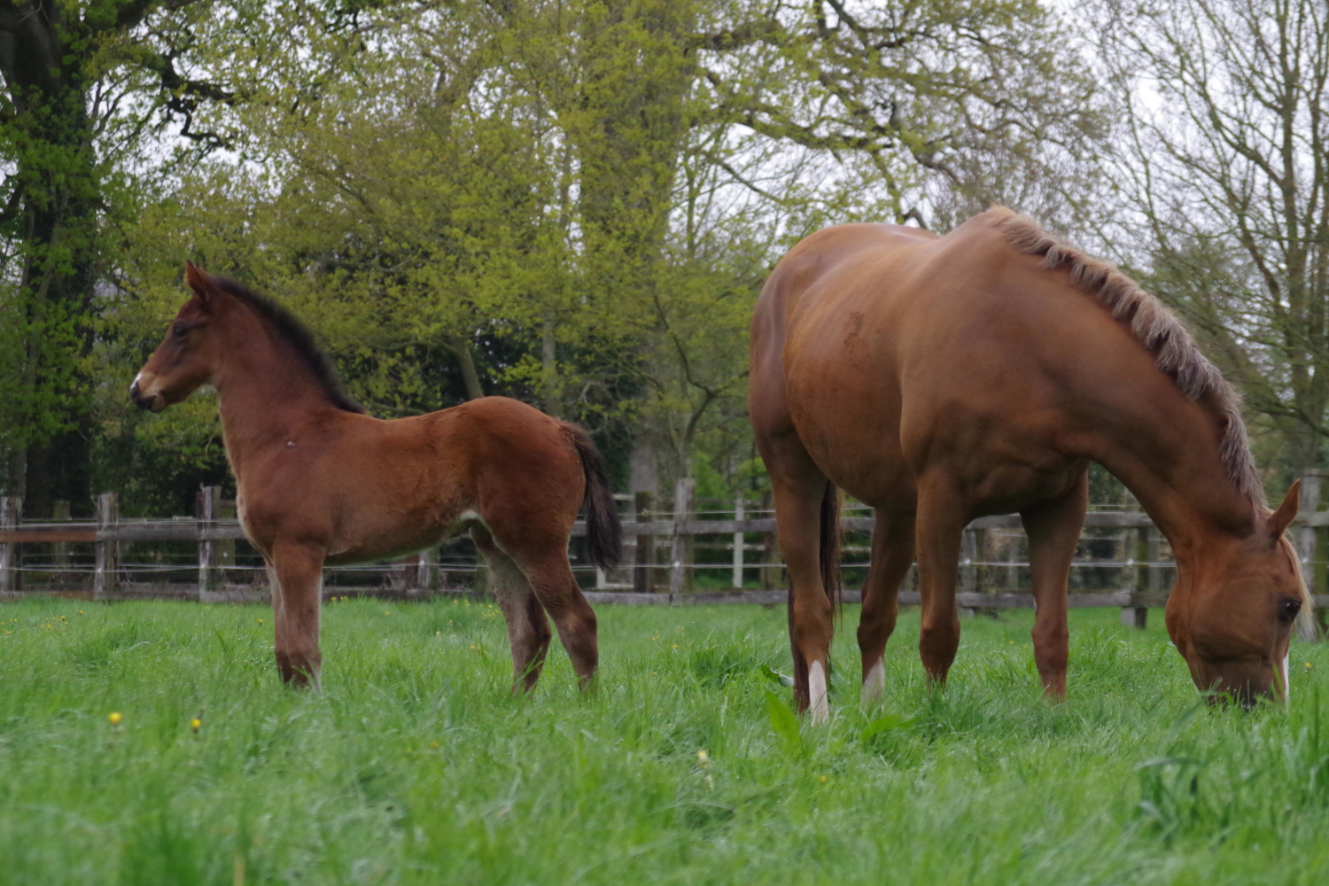 La foal de La Roquette par Sidestep évolue de manière plaisante ...
