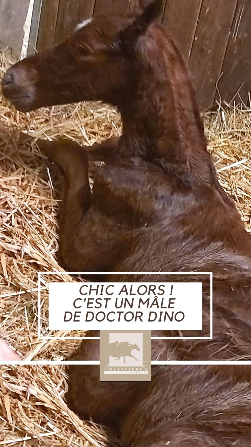 1er poulinage de la saison ! - Poulinières